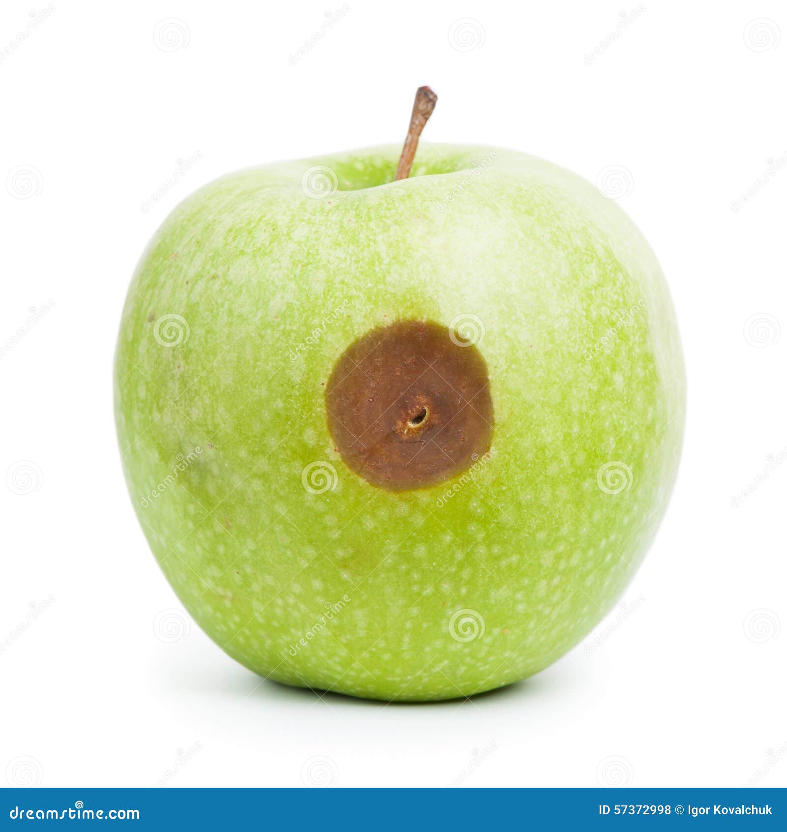 Rotten apple stock photo. Image of green, ripened, abominable - 57372998