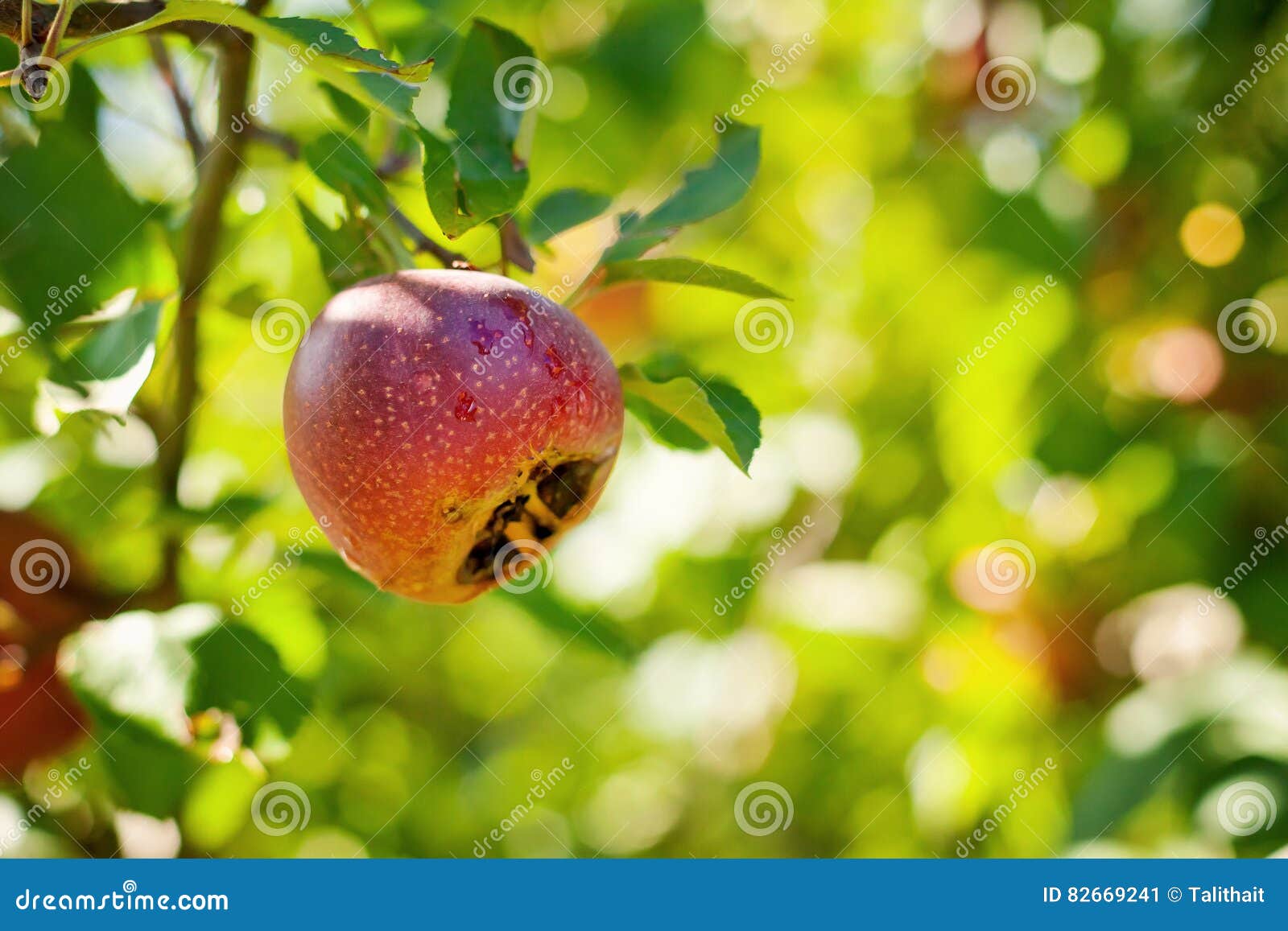 Rotten Italian Flag Royalty-Free Stock Photo | CartoonDealer.com #234424005