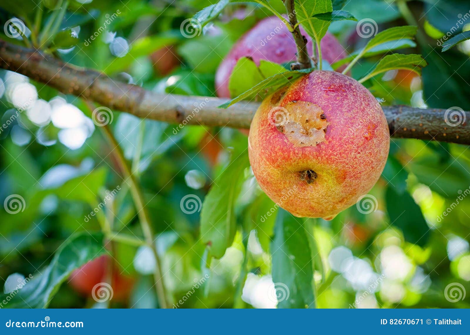 Rotten apple stock image. Image of golden, hail, natural - 82670671