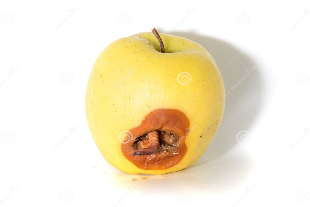 Rotten Apple with a Large Worm Stock Photo - Image of eating, oozing ...