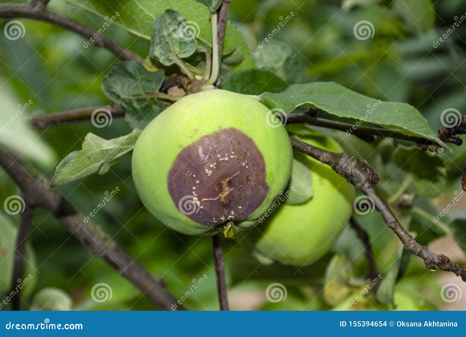 Rotten Apple with a Mold on an Apple Tree with Foliage Stock Photo ...
