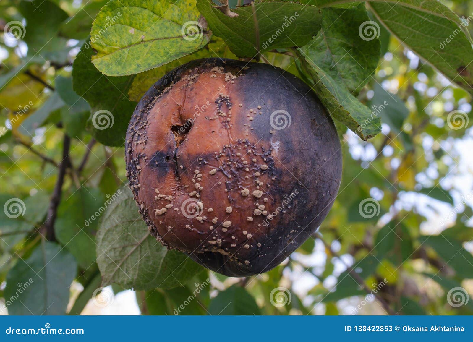 Rotten Apple with a Mold on an Apple Tree Stock Image - Image of ...