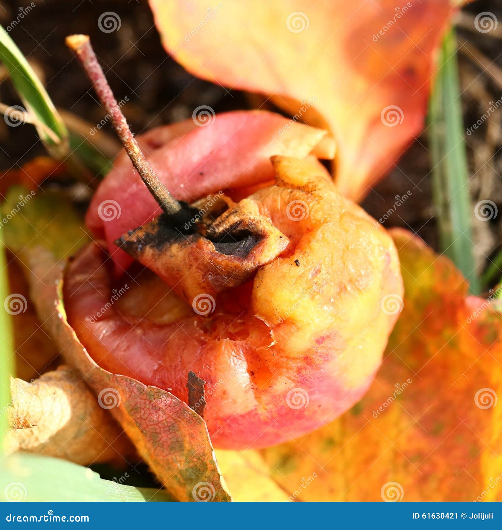 Rotten apple stock image. Image of decay, rotten, moldy - 61630421