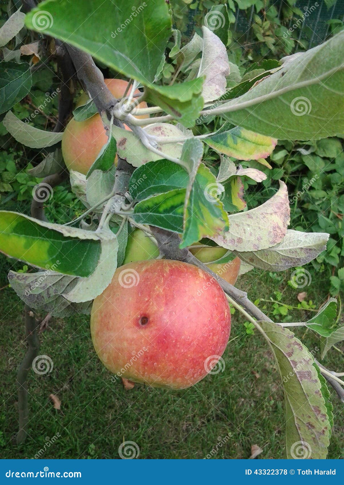Rotten apple stock photo. Image of tree, fruits, worm - 43322378