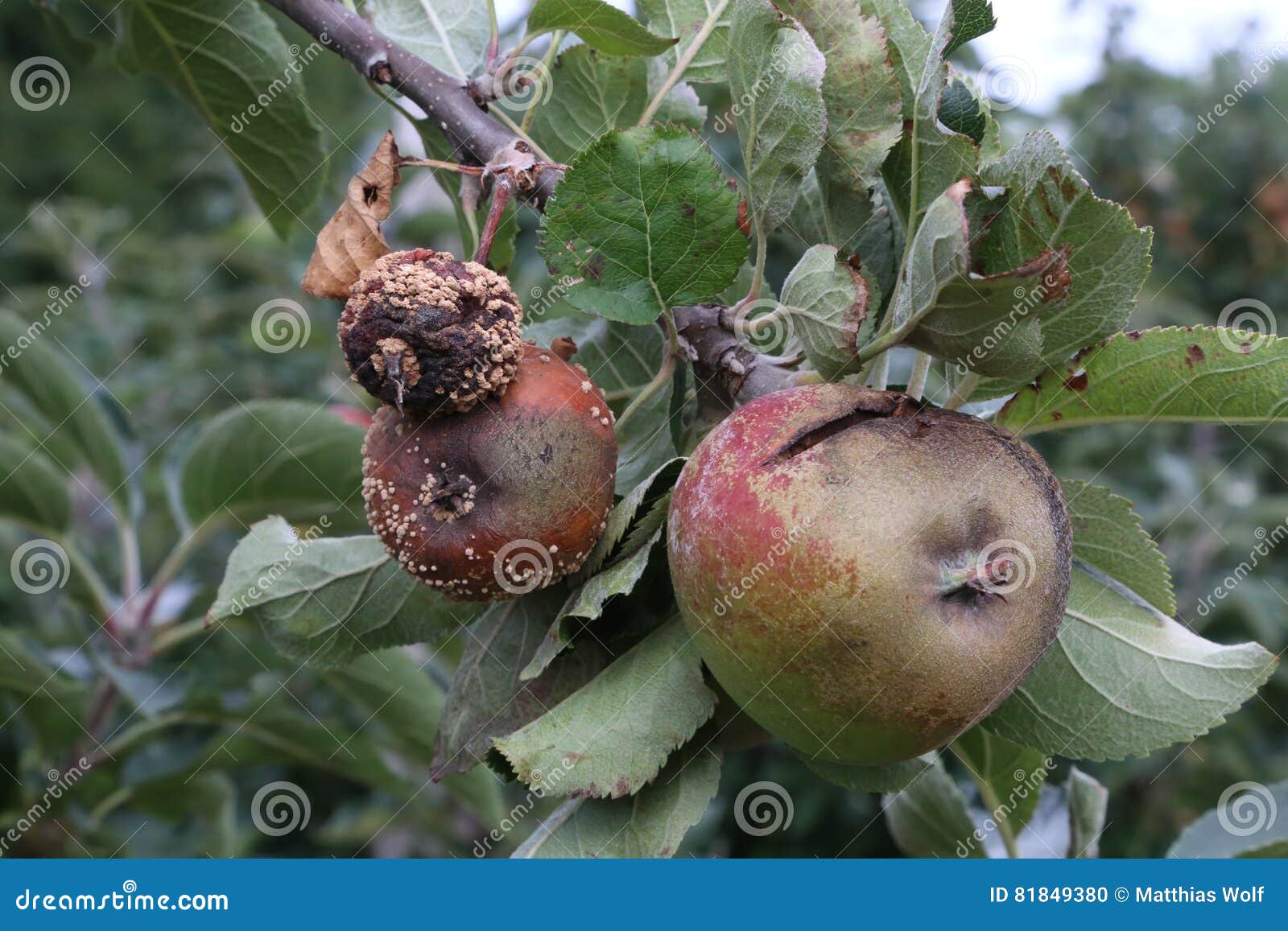 Rotten apple stock photo. Image of loss, plant, ripe - 81849380