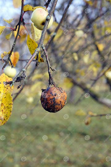 Rotten apple on a tree stock image. Image of brown, harvest - 130834957