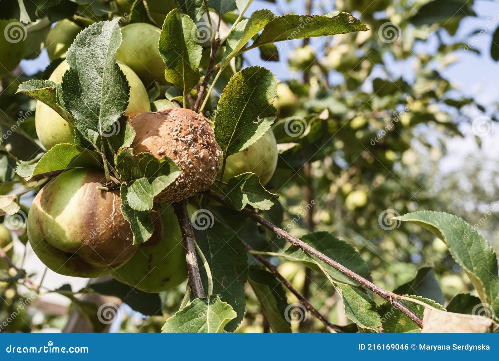 Rotten apple on a tree stock photo. Image of natural - 216169046