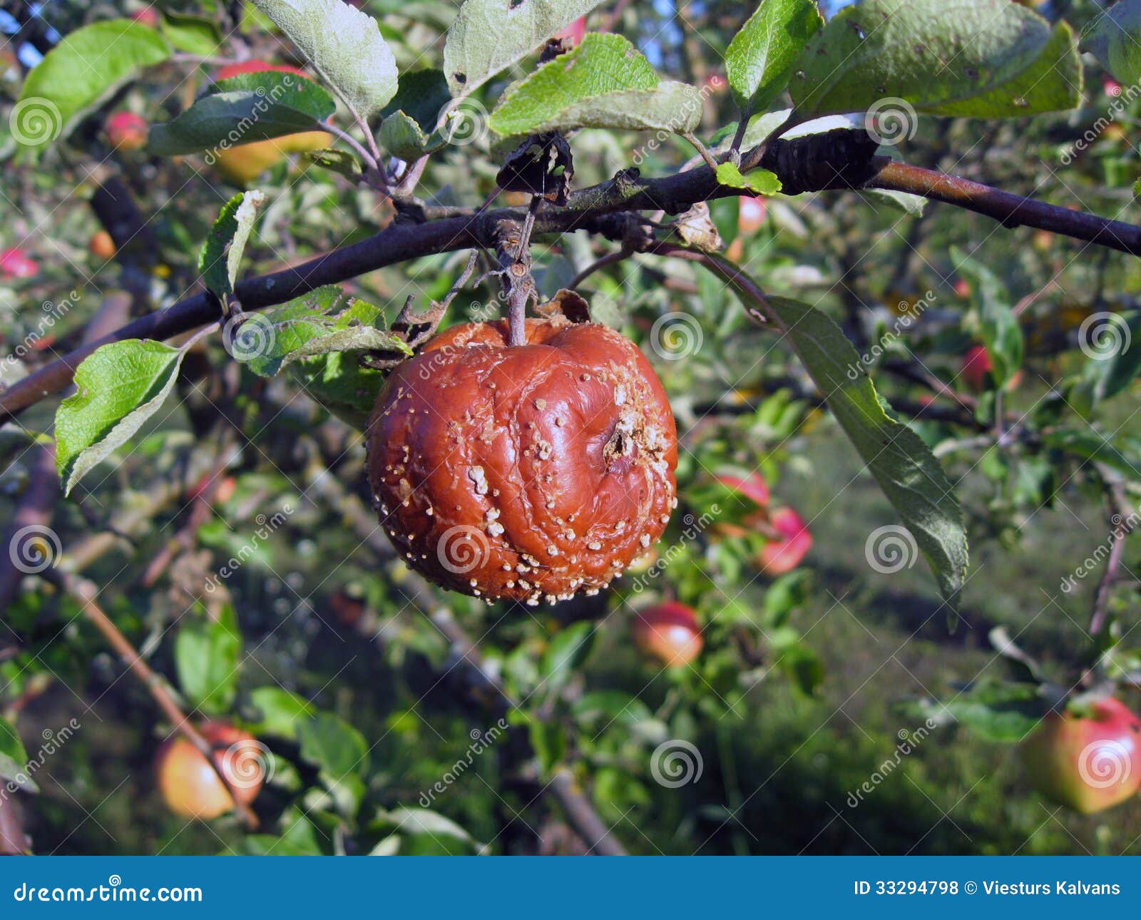 Rotten apple stock photo. Image of rotten, tree, brown - 33294798
