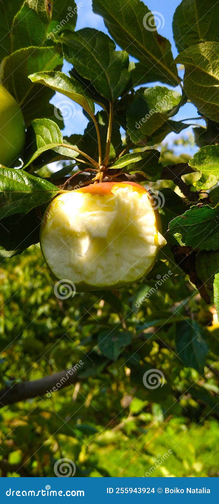 Rotten Apple on a Tree Close-up, Bitten Off Stock Photo - Image of tree ...