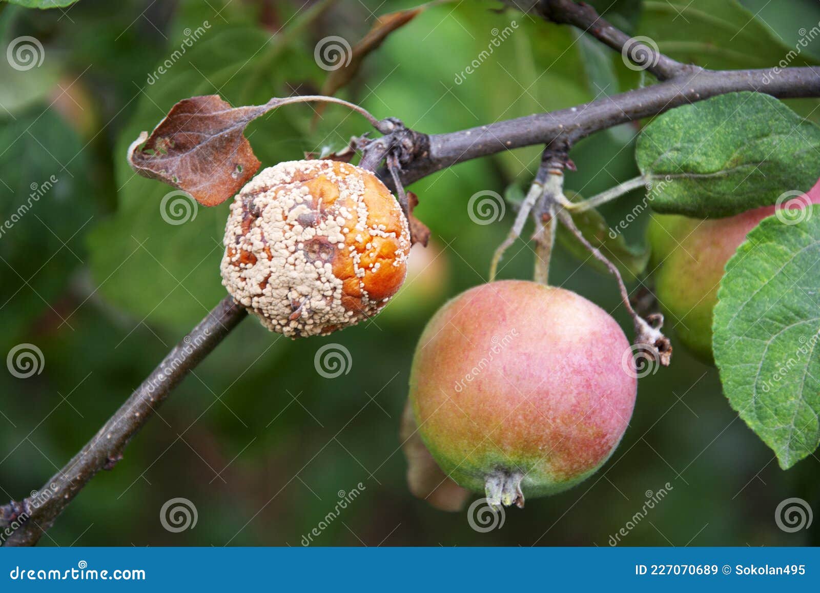 Rotten Apple on an Apple Tree. the Apple Has Rotted Next To the Strong ...