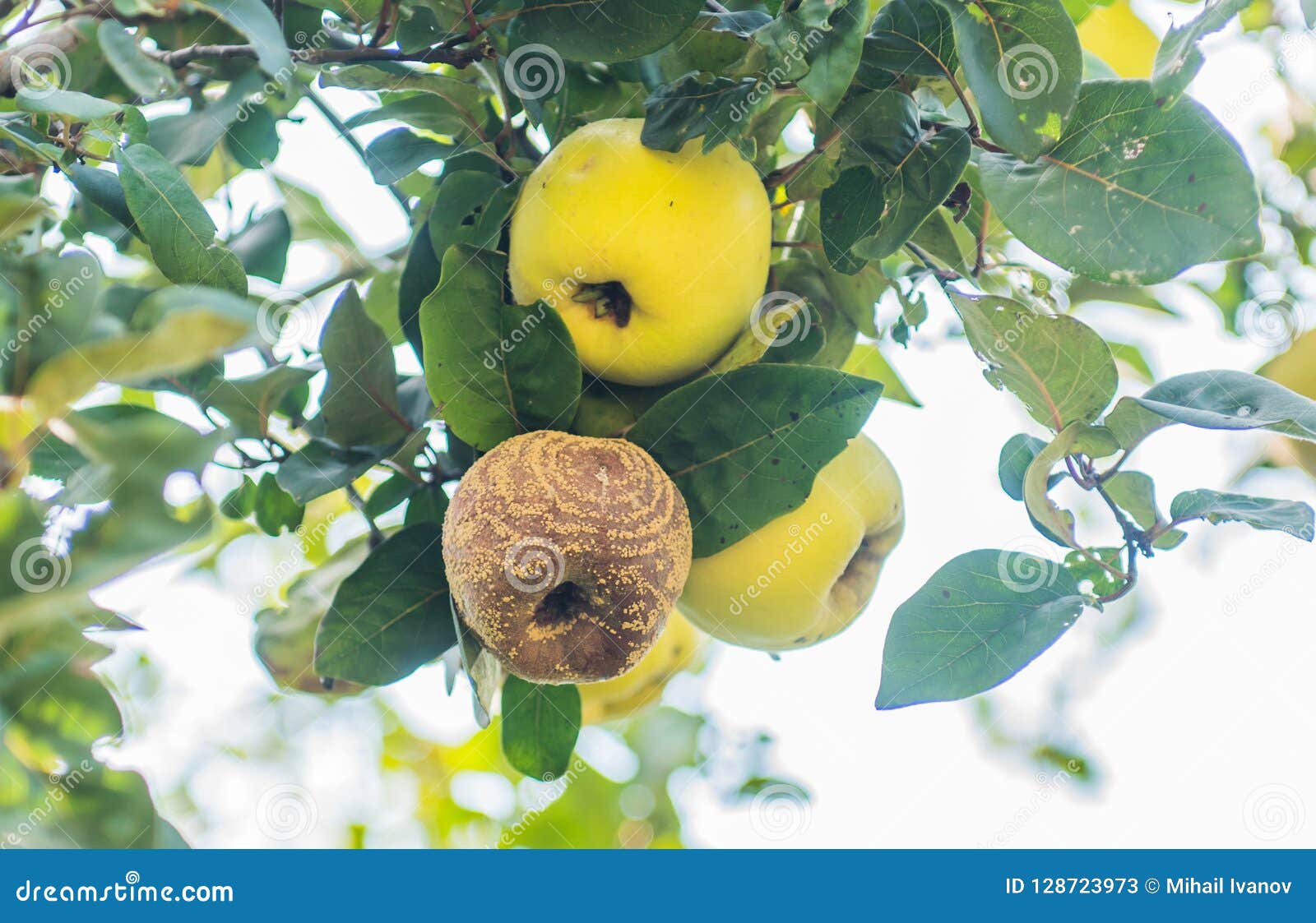 Rotten Apple Tree Branch Stock Images - Download 212 Royalty Free Photos