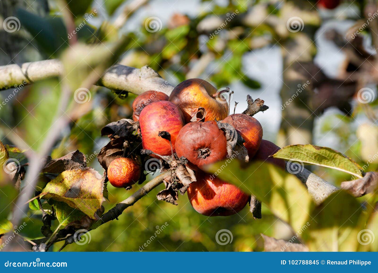 Rotten Apple on Tree in Orchard Stock Image - Image of natural, damage ...