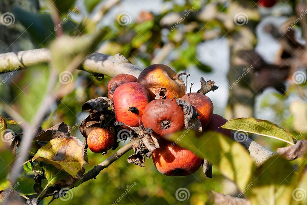 Rotten Apple on Tree in Orchard Stock Image - Image of natural, damage ...