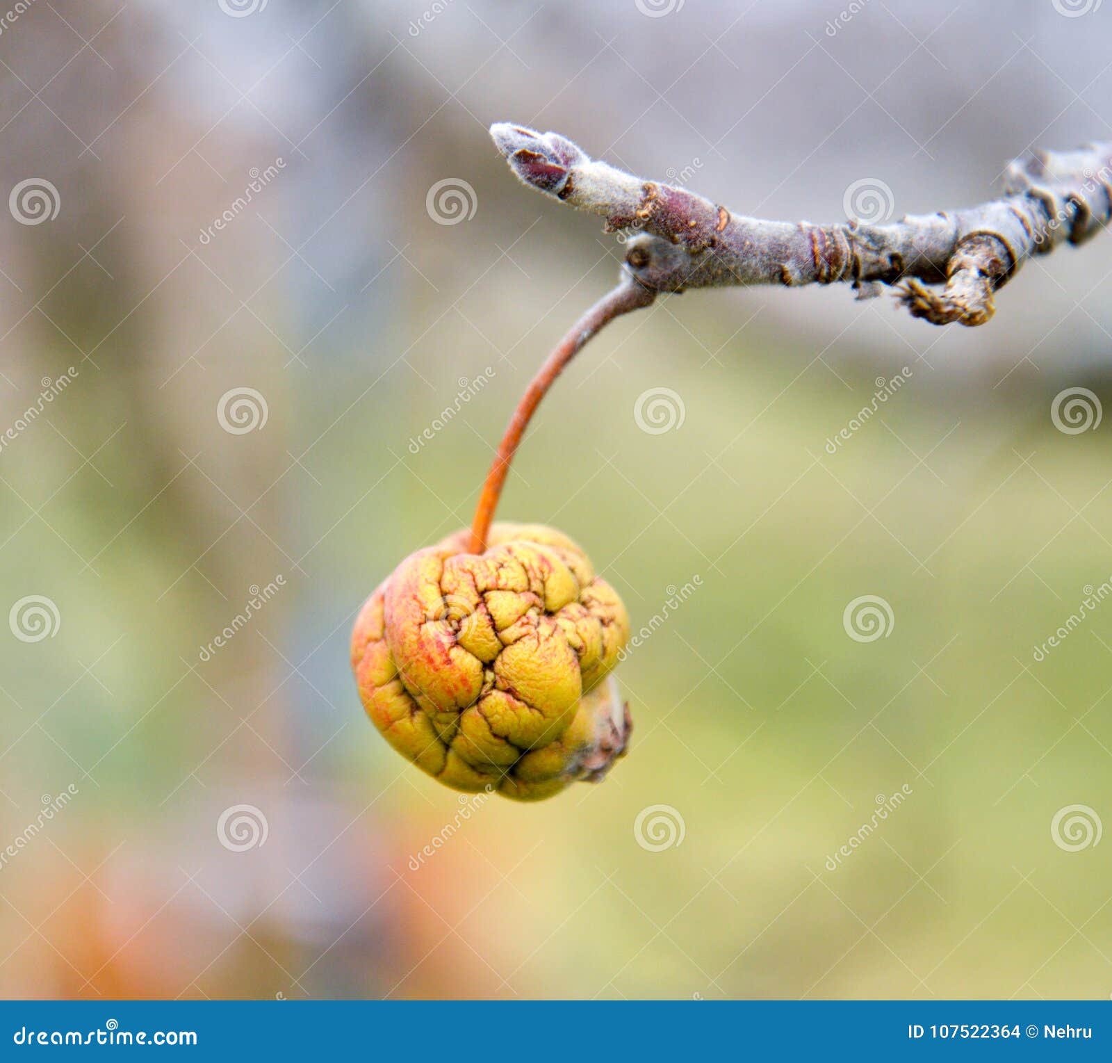 Rotten apple on a tree stock photo. Image of branch - 107522364