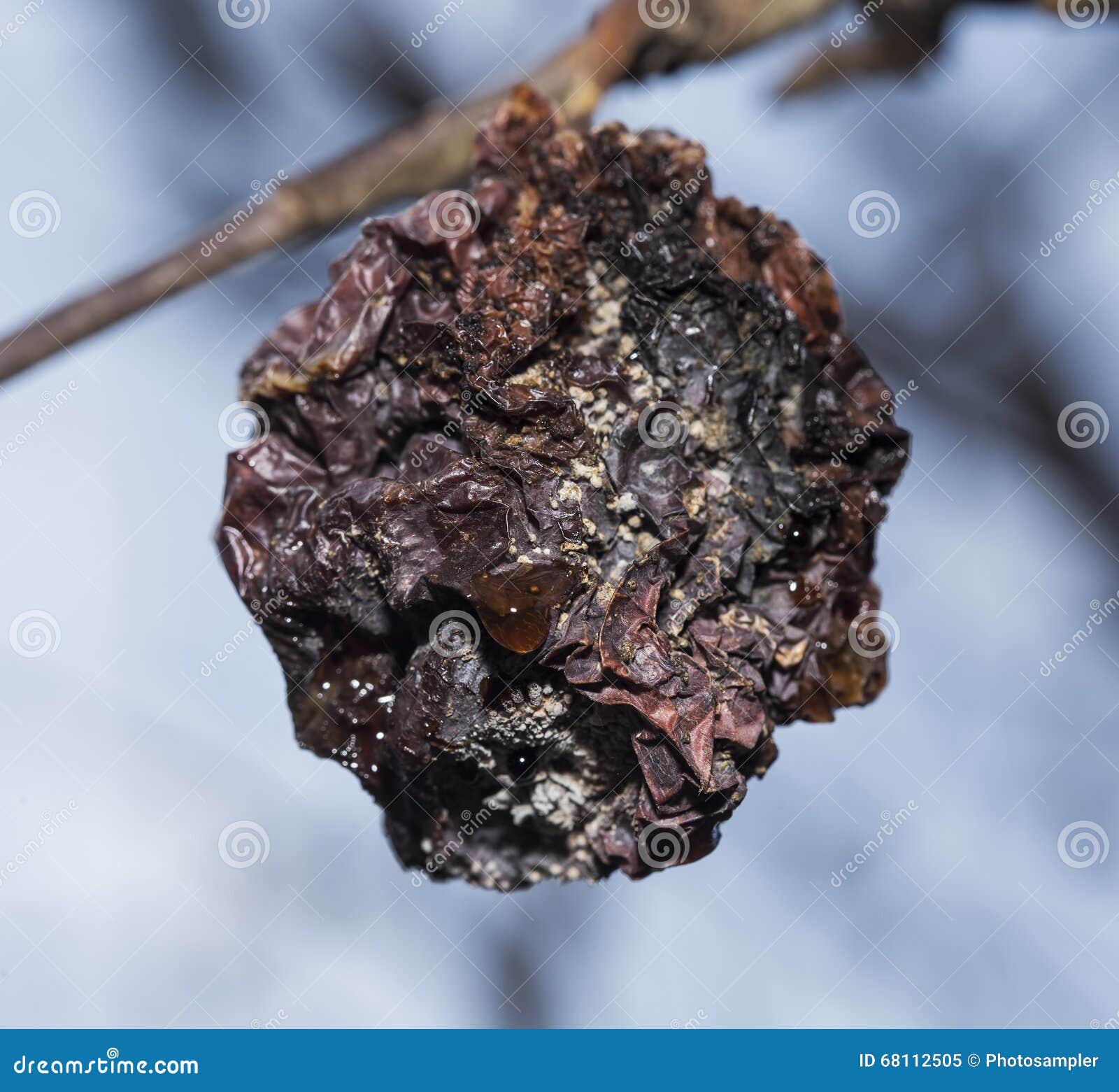 Rotten apple on a tree stock image. Image of chemical - 68112505