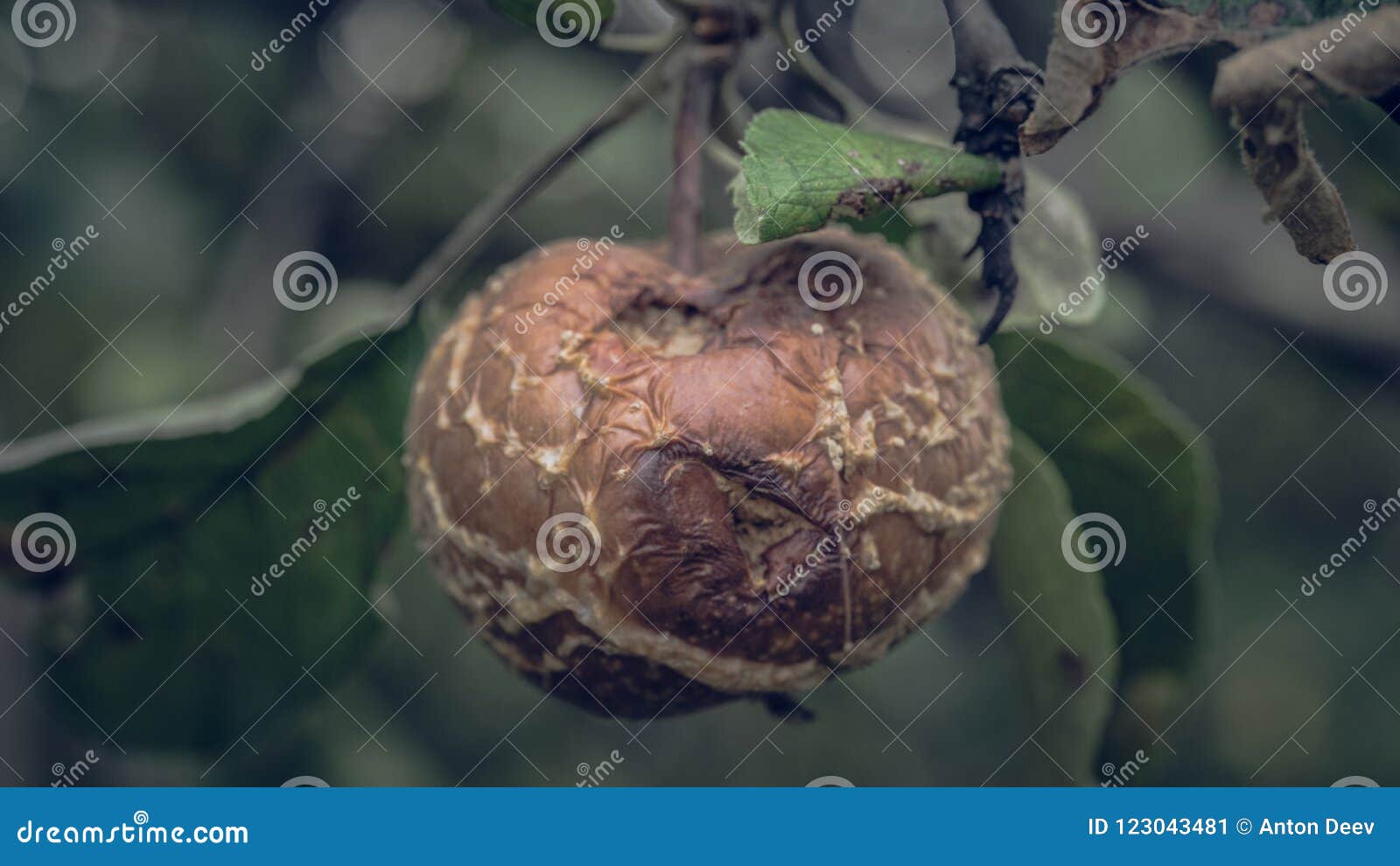 A Rotten Apple Weighs on a Tree Branch. Apple in Natural Environment ...