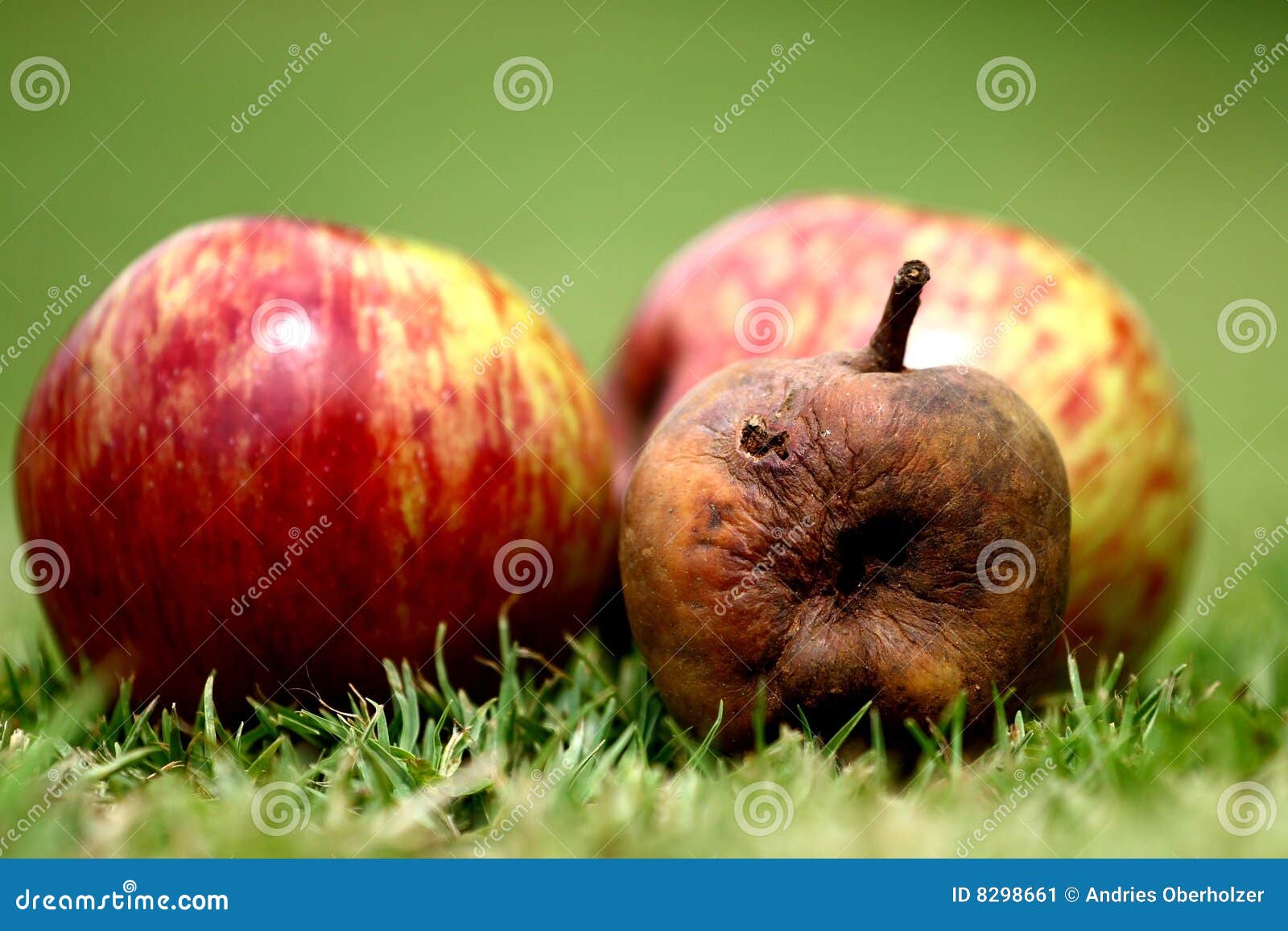 Rotten Apple Will Spoil the Whole Batch Stock Image - Image of pretty ...