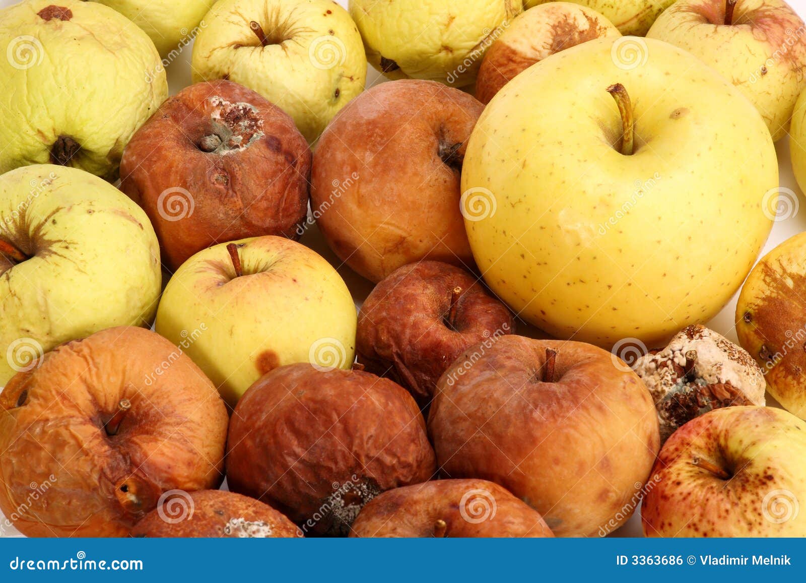 Rotten apples stock photo. Image of apple, earth, rancid - 3363686