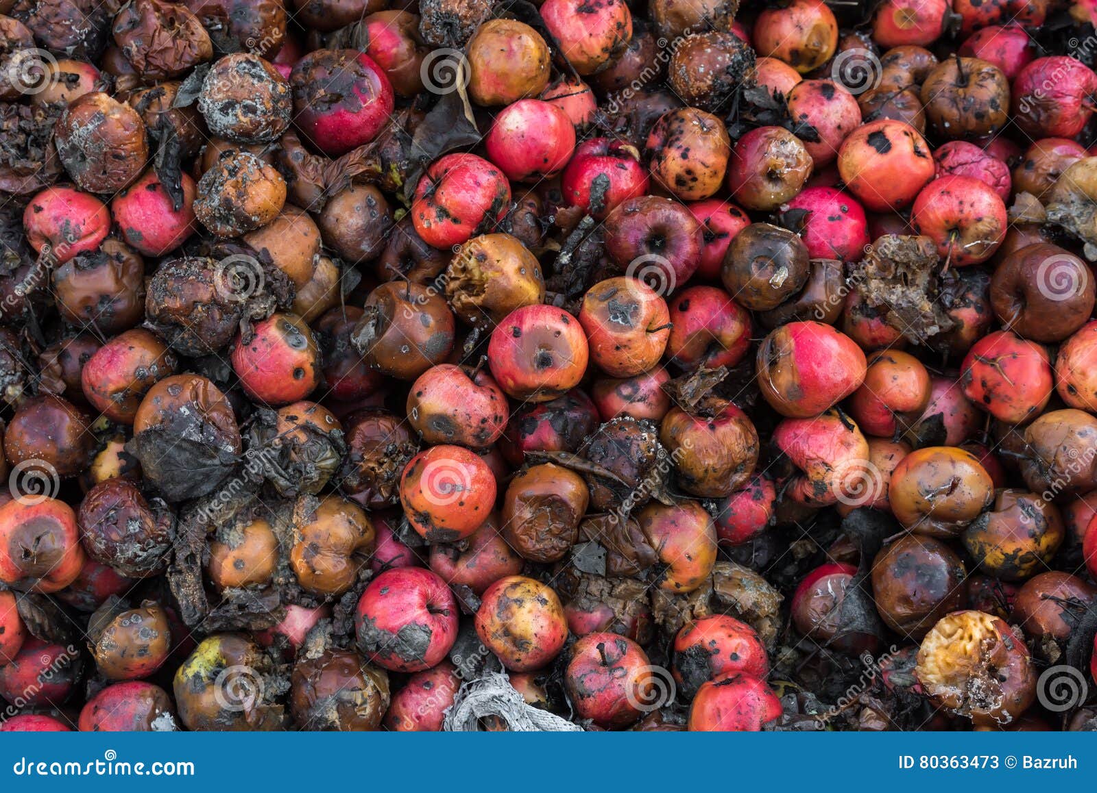 Rotten Apples As Discarded Garbage Lie On The Ground. Bad Apple And ...