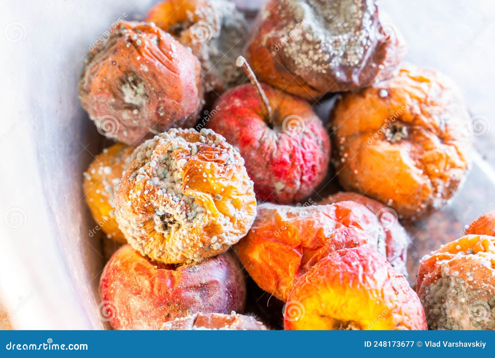Rotten Apples of Different Colors Close-up Stock Image - Image of color ...