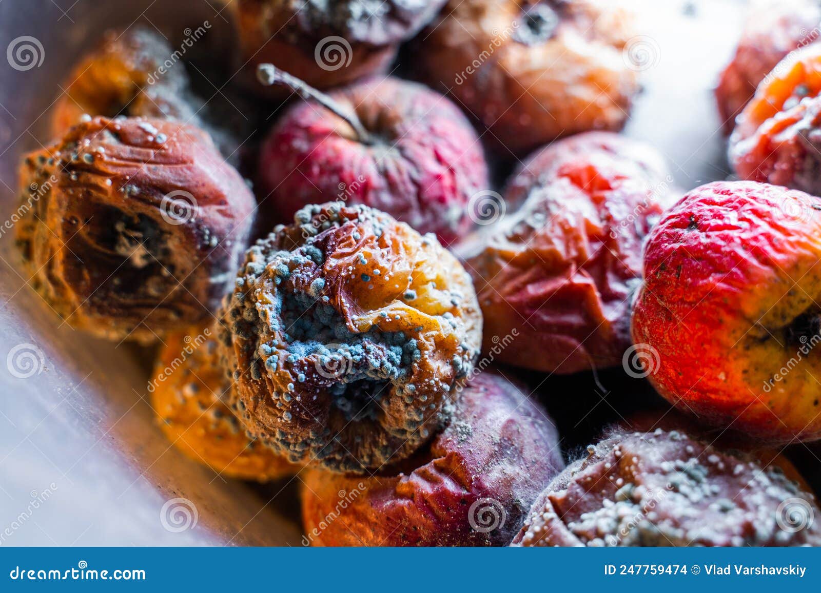 Rotten Apples of Different Colors Covered with Mold Stock Photo - Image ...