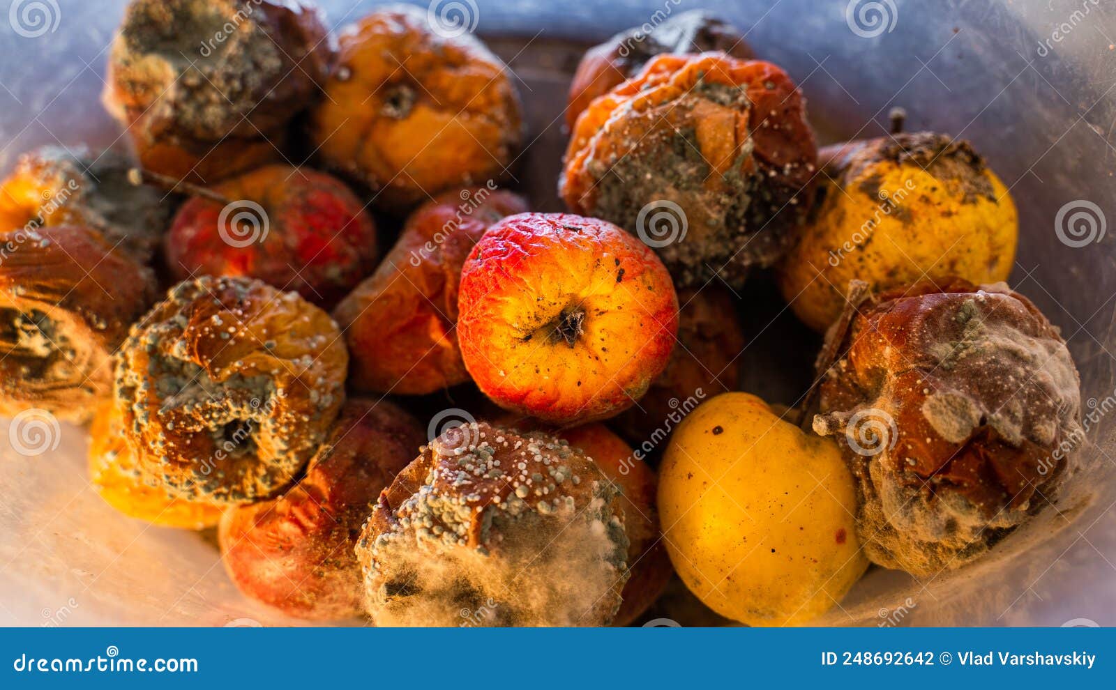 Rotten Apples of Different Colors Covered with Mold Stock Photo - Image ...