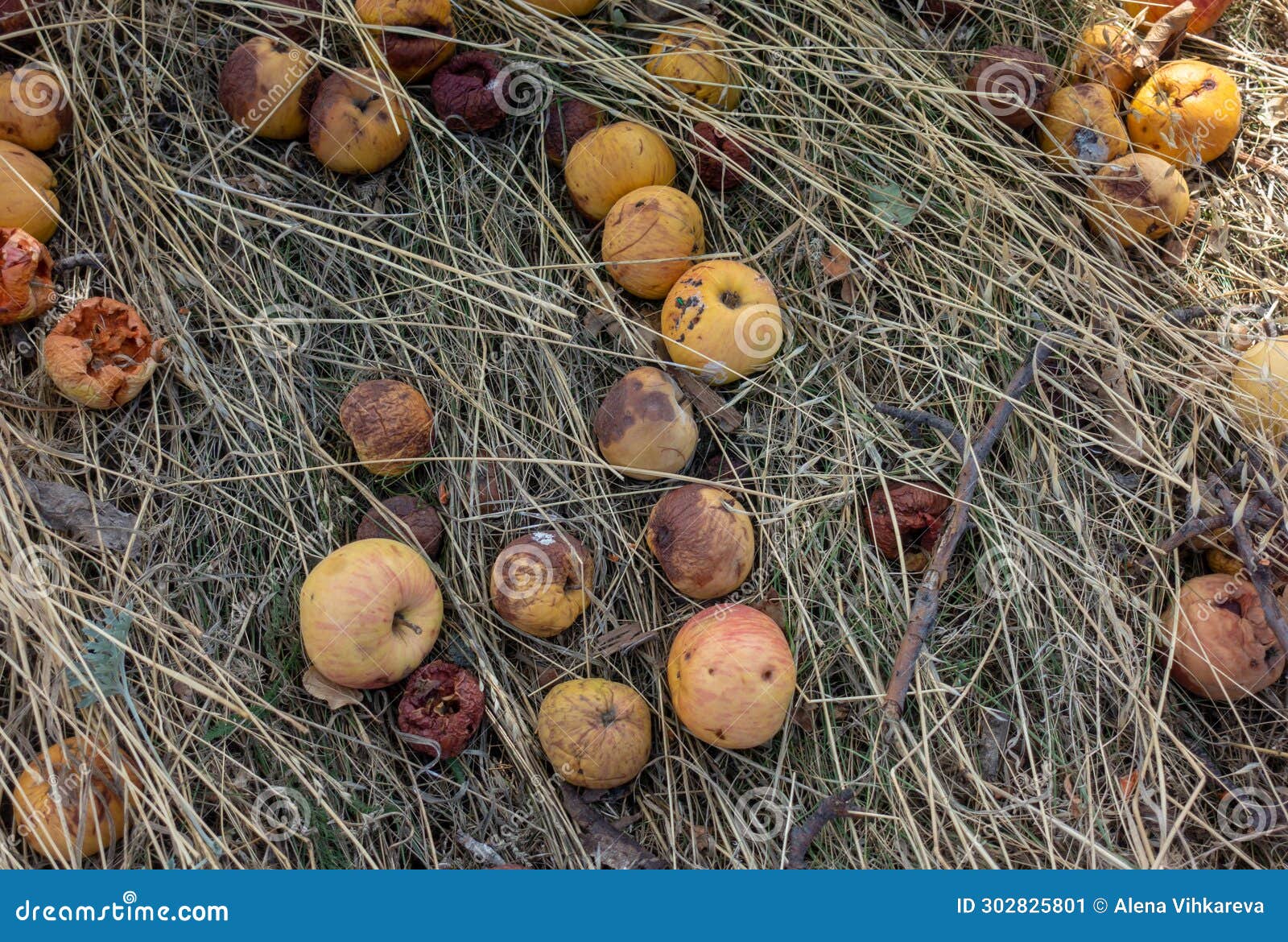 Rotten Apples Fallen into the Grass. Unharvested, Lost Harvest Stock ...