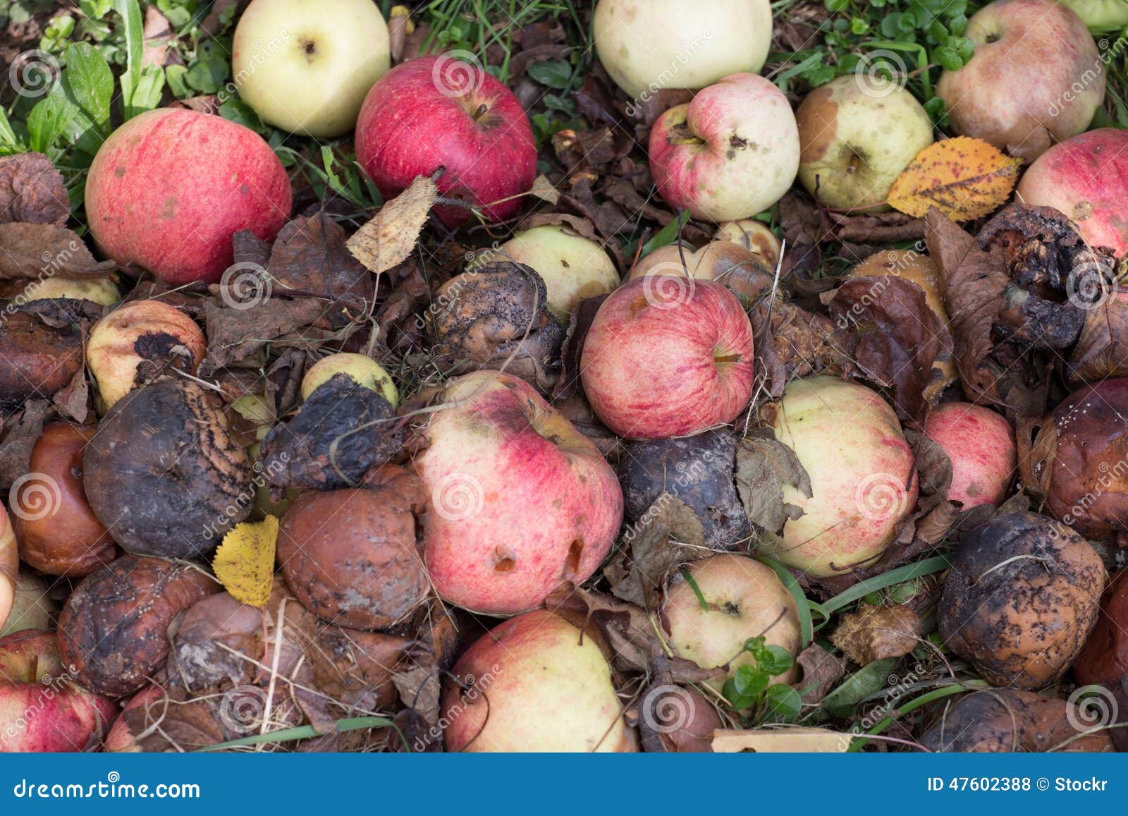 Rotten apples stock photo. Image of organic, natural - 47602388