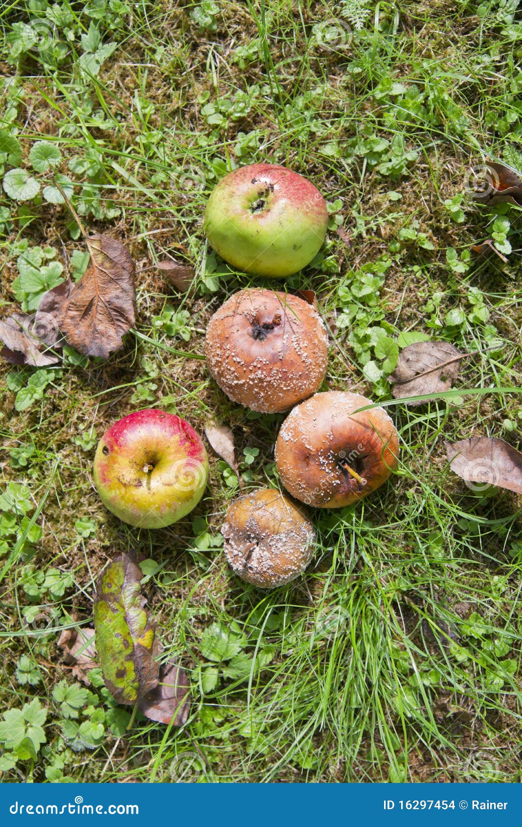 Rotten Apples on the Ground Stock Photo - Image of orchard, organic ...