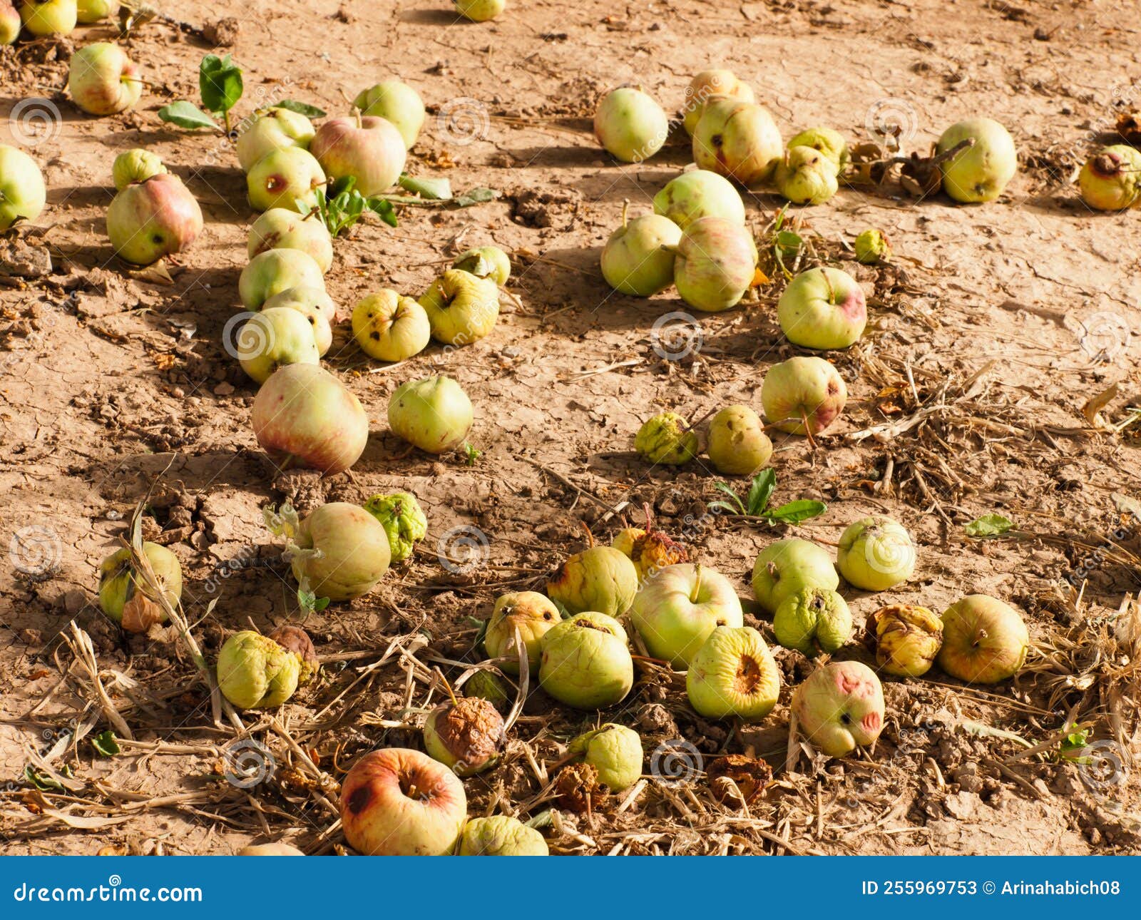 Rotten apples stock image. Image of yellow, plant, healthy - 255969753