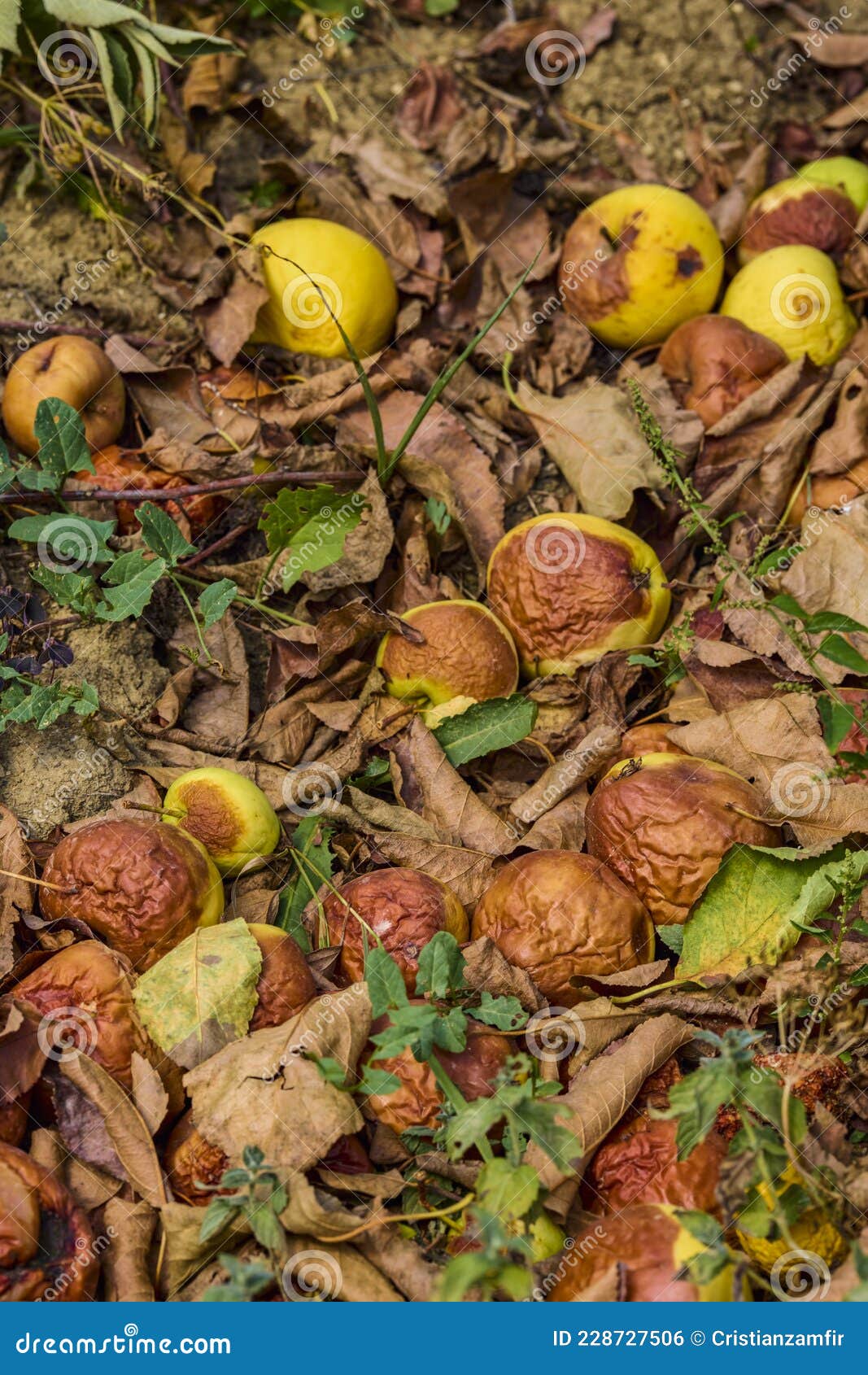 Rotten Apples on the Ground Stock Photo - Image of garden, nature ...