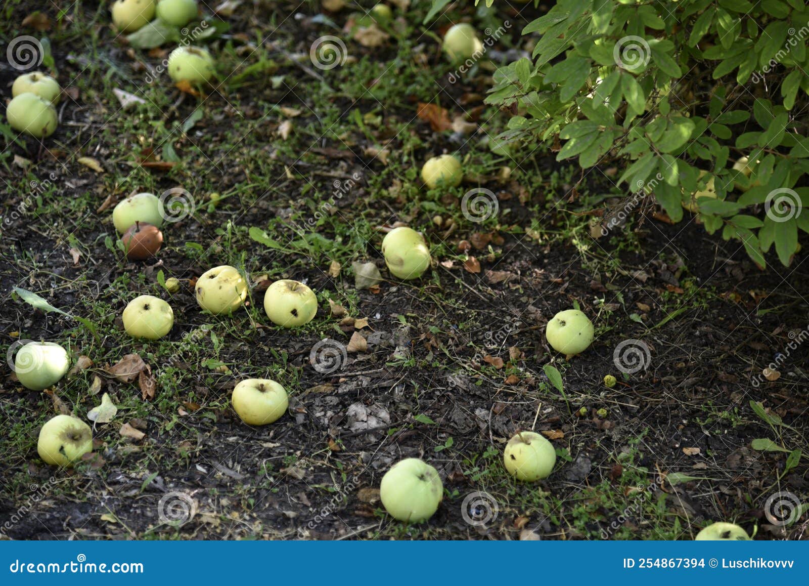 Rotten Apples on the Ground Fallen from an Apple Tree in Autumn. the ...