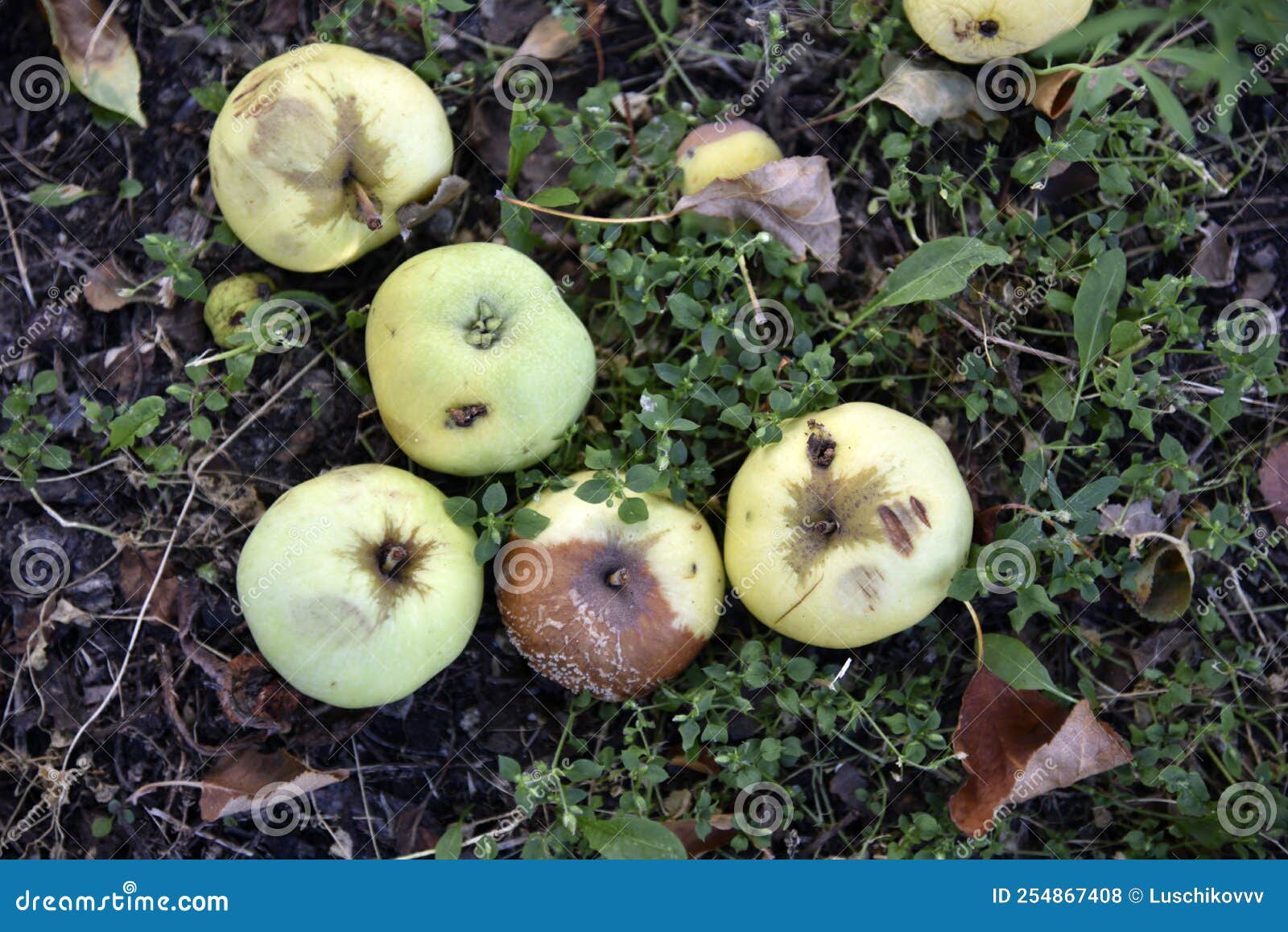 Rotten Apples on the Ground Fallen from an Apple Tree in Autumn. the ...
