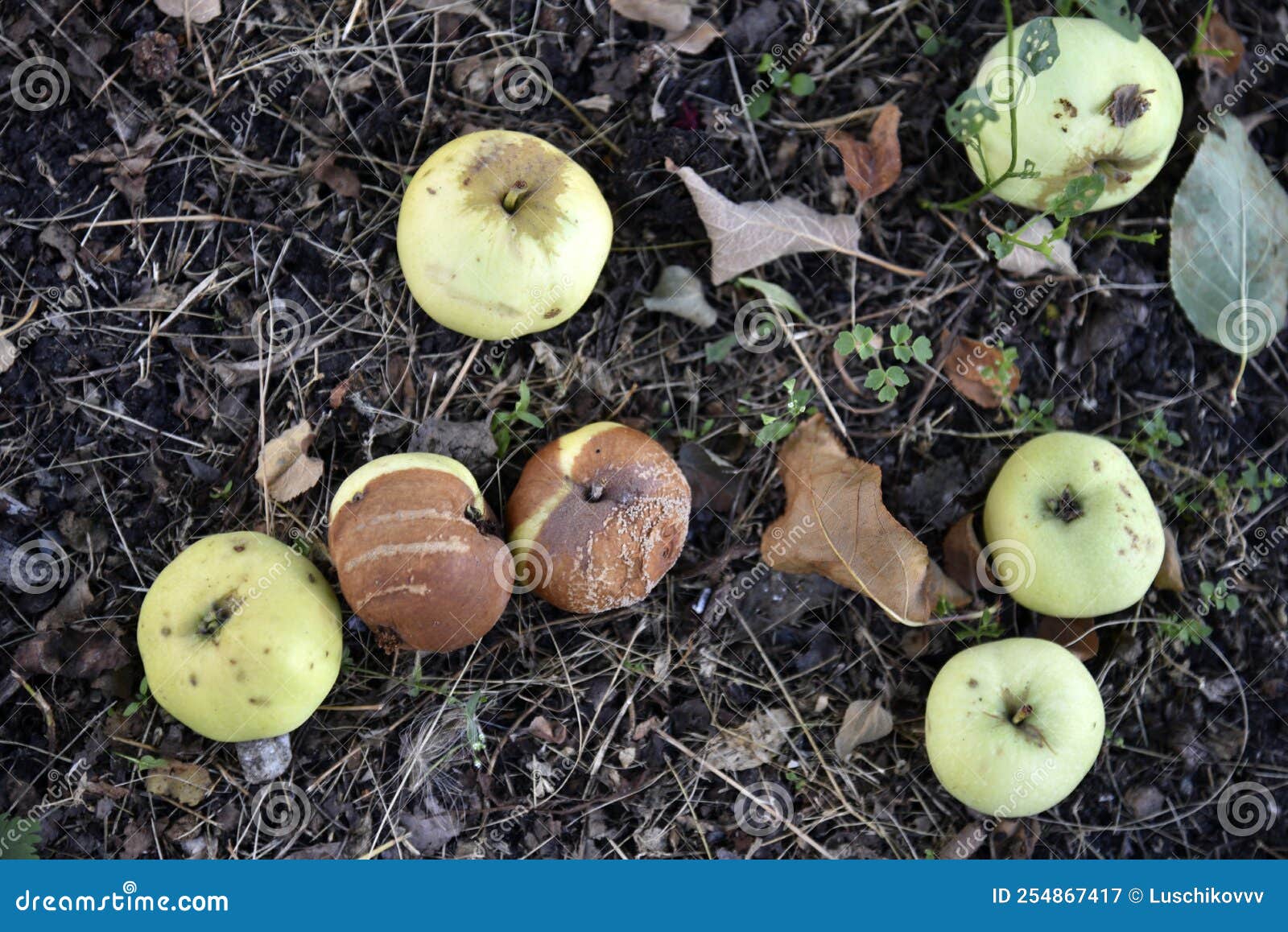 Rotten Apples on the Ground Fallen from an Apple Tree in Autumn. the ...