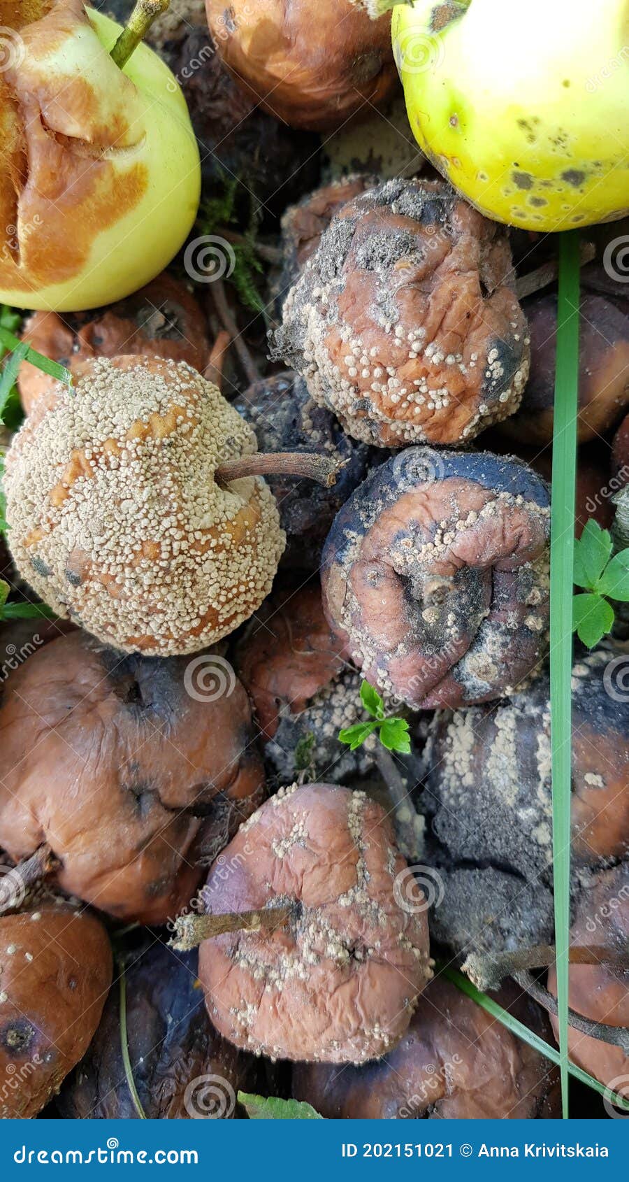 Rotten Apples Lying Under the Apple Tree Stock Image - Image of farm ...