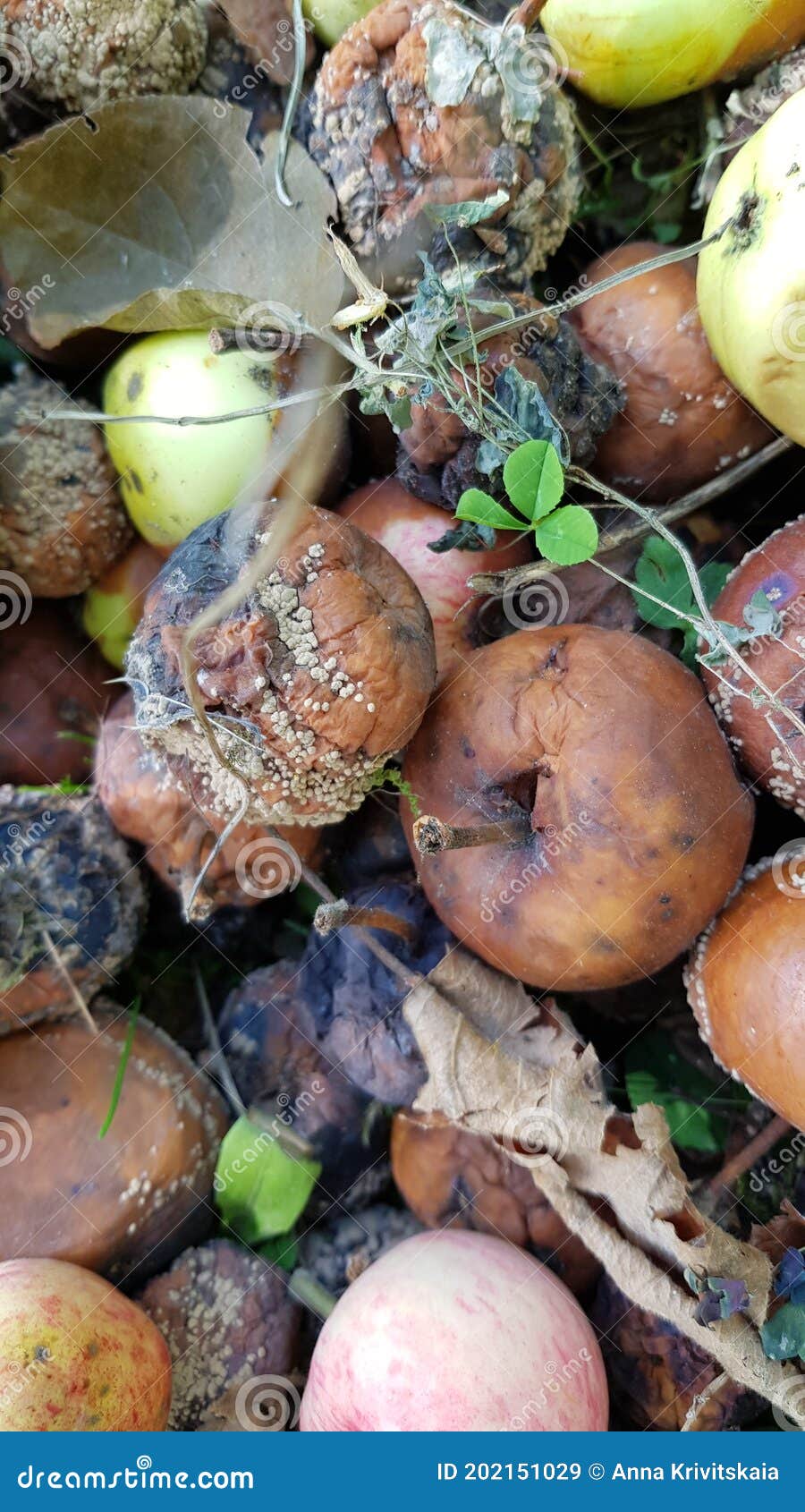 Rotten Apples Lying Under the Apple Tree Stock Image - Image of harvest ...