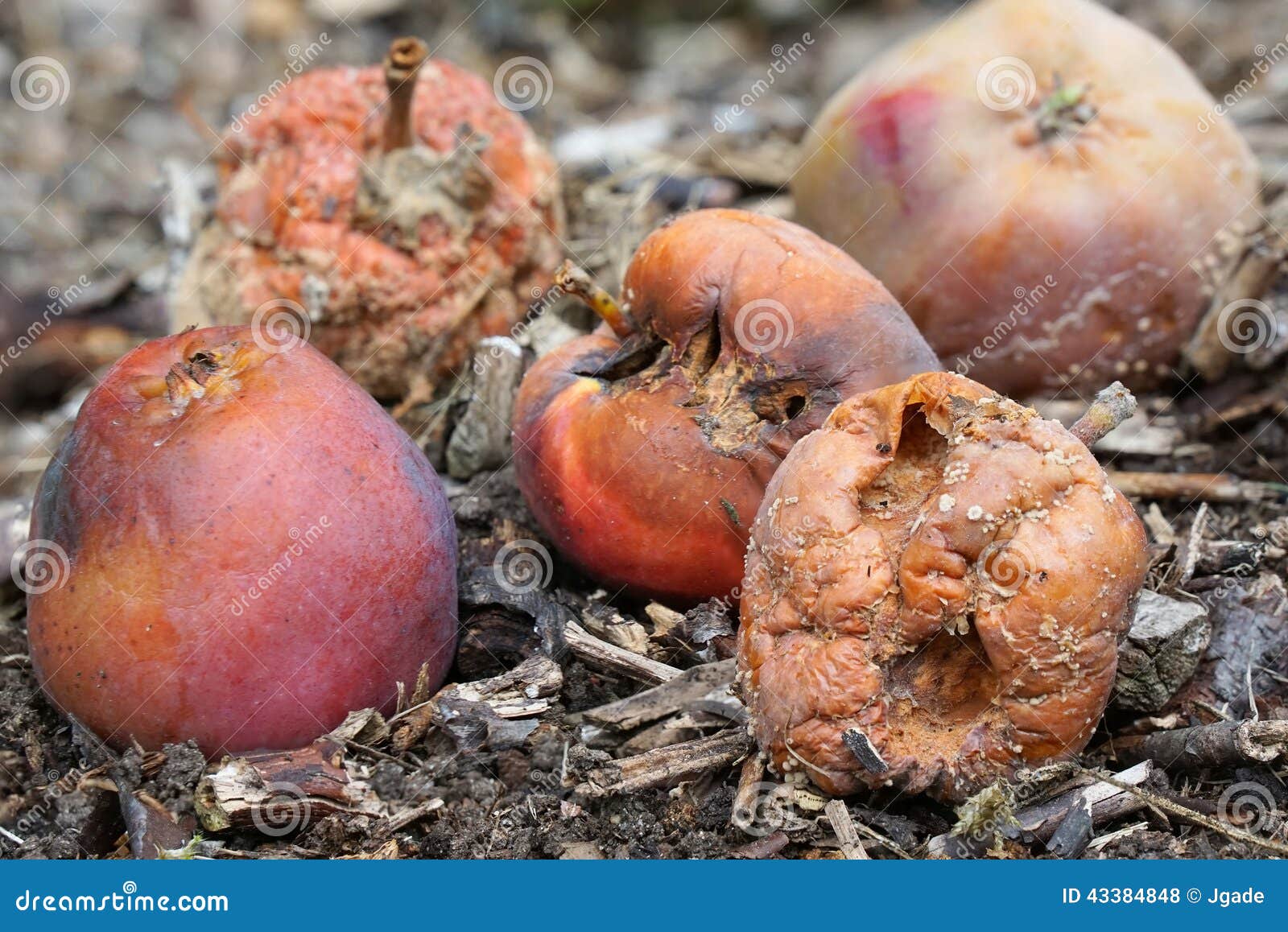 Rotten Apples stock photo. Image of damaged, ground, garden - 43384848