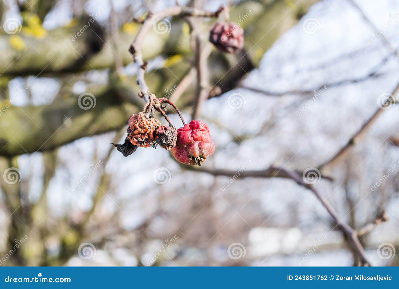 Rotten Apples on a Branch in Autumn. Stock Photo - Image of apple ...