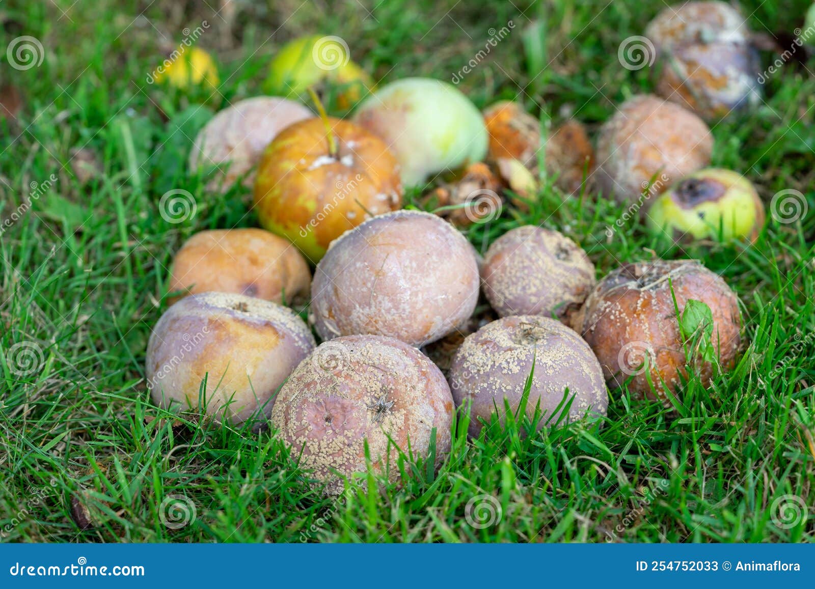 Rotten Apples on an Orchard Stock Image - Image of orchard, ripe: 254752033