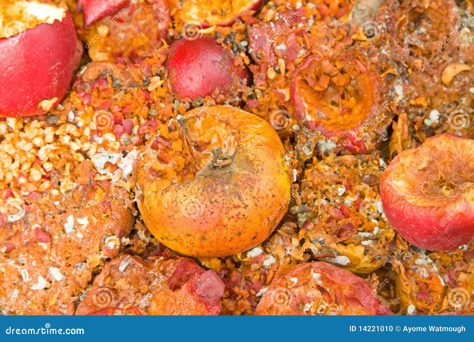 Decomposed Mouse Stock Photos - Free & Royalty-Free Stock Photos from ...