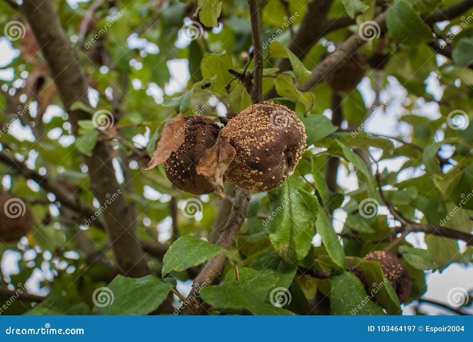 Rotten apples on a tree. stock image. Image of nature - 103464197