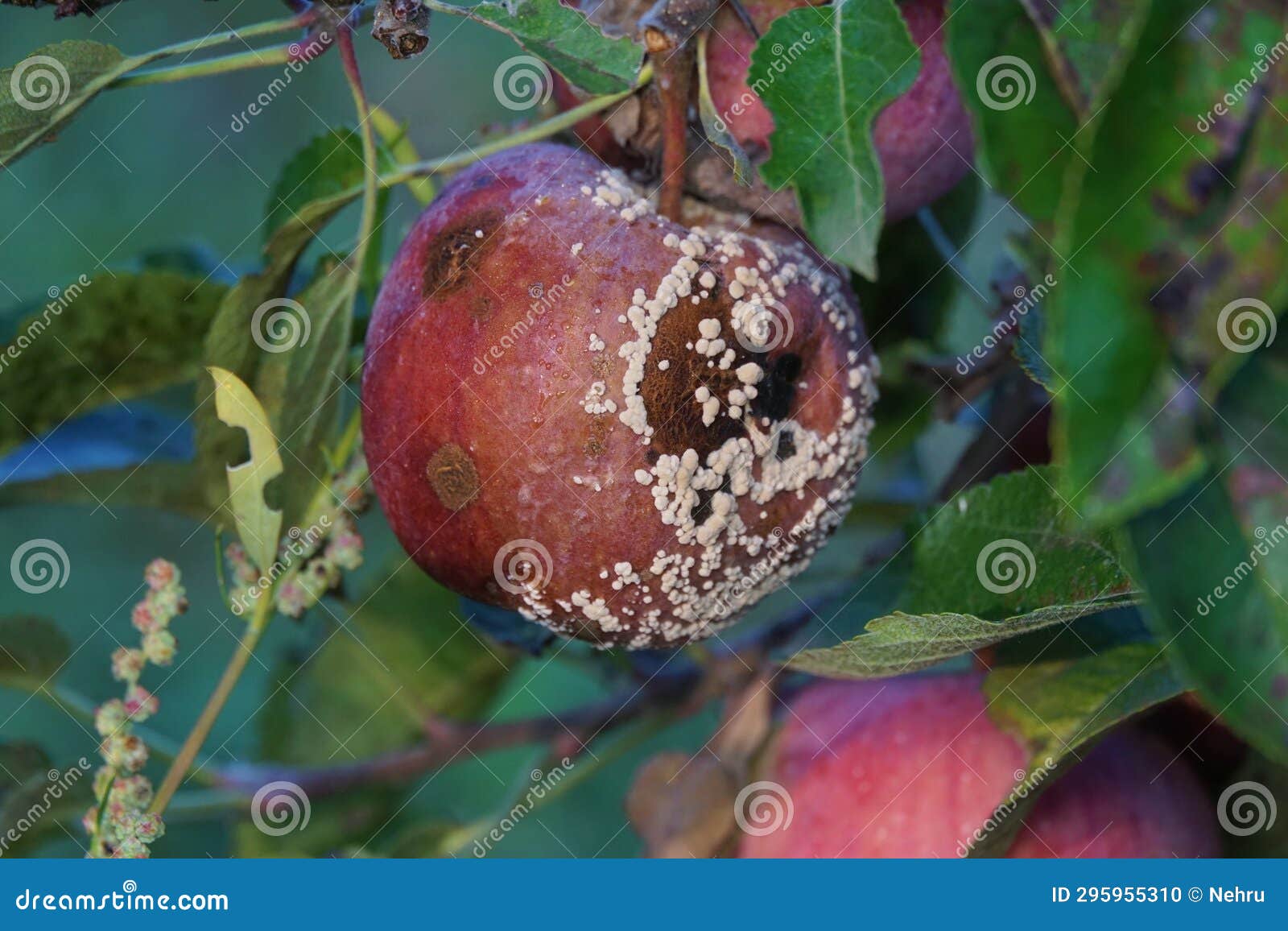 Monilia. Apples Damaged By Fungal Disease Monilia Fructigena In Orchard ... Monilia. Apples Damaged By Fungal Disease Monilia Fructigena In Orchard ...