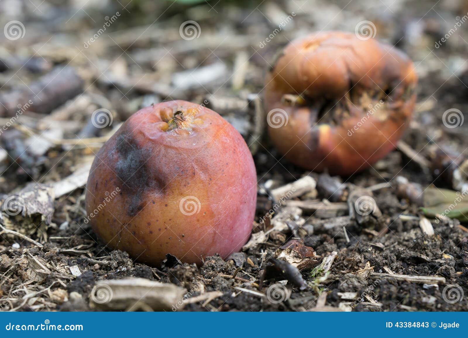 Rotten Apples stock image. Image of apple, green, garden - 43384843