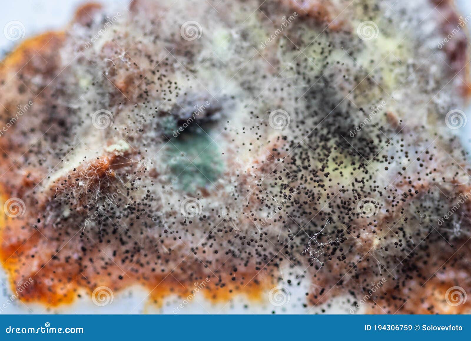 Rotten Apricot Covered with Mold and Fungus Stock Image - Image of ...