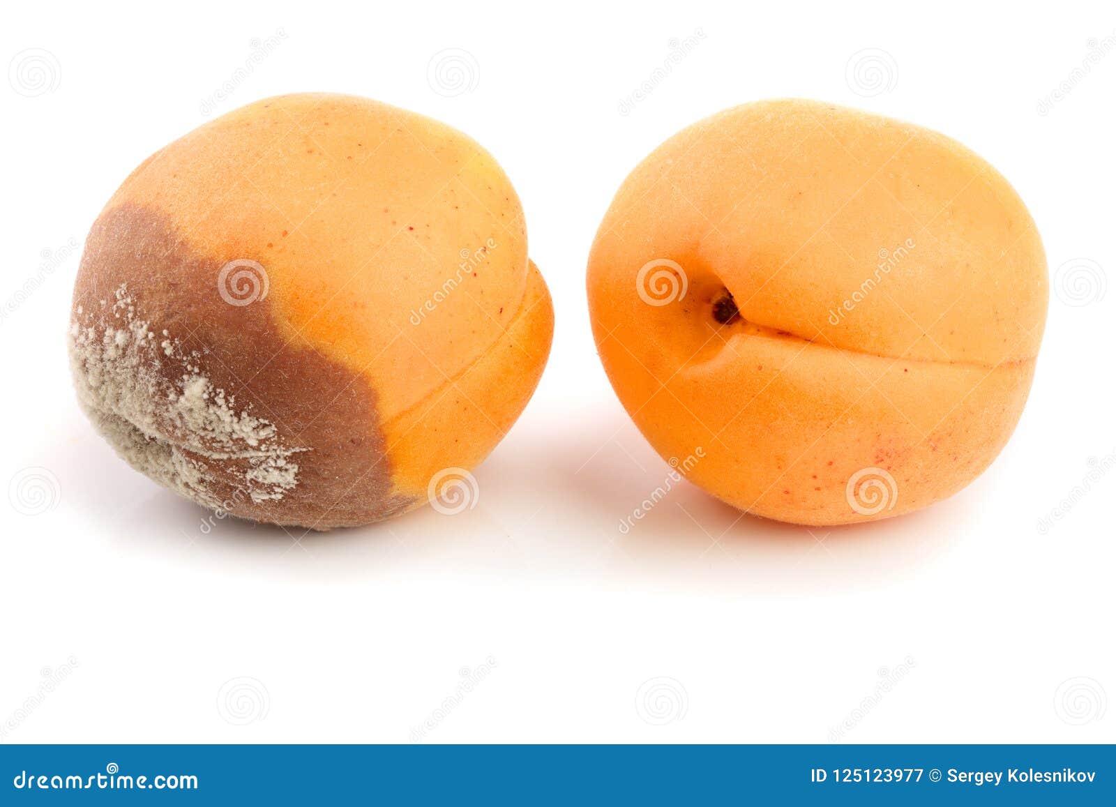 Rotten Apricot Isolated on White Background Closeup Stock Image - Image ...