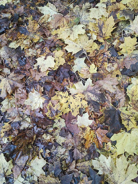 Rotten autumn maple leaves stock image. Image of branch - 295489327