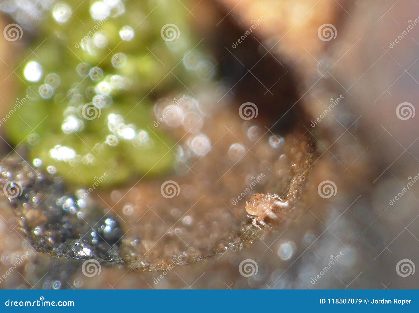 Avocado Seed with Springtail and Mites Stock Image - Image of black ...