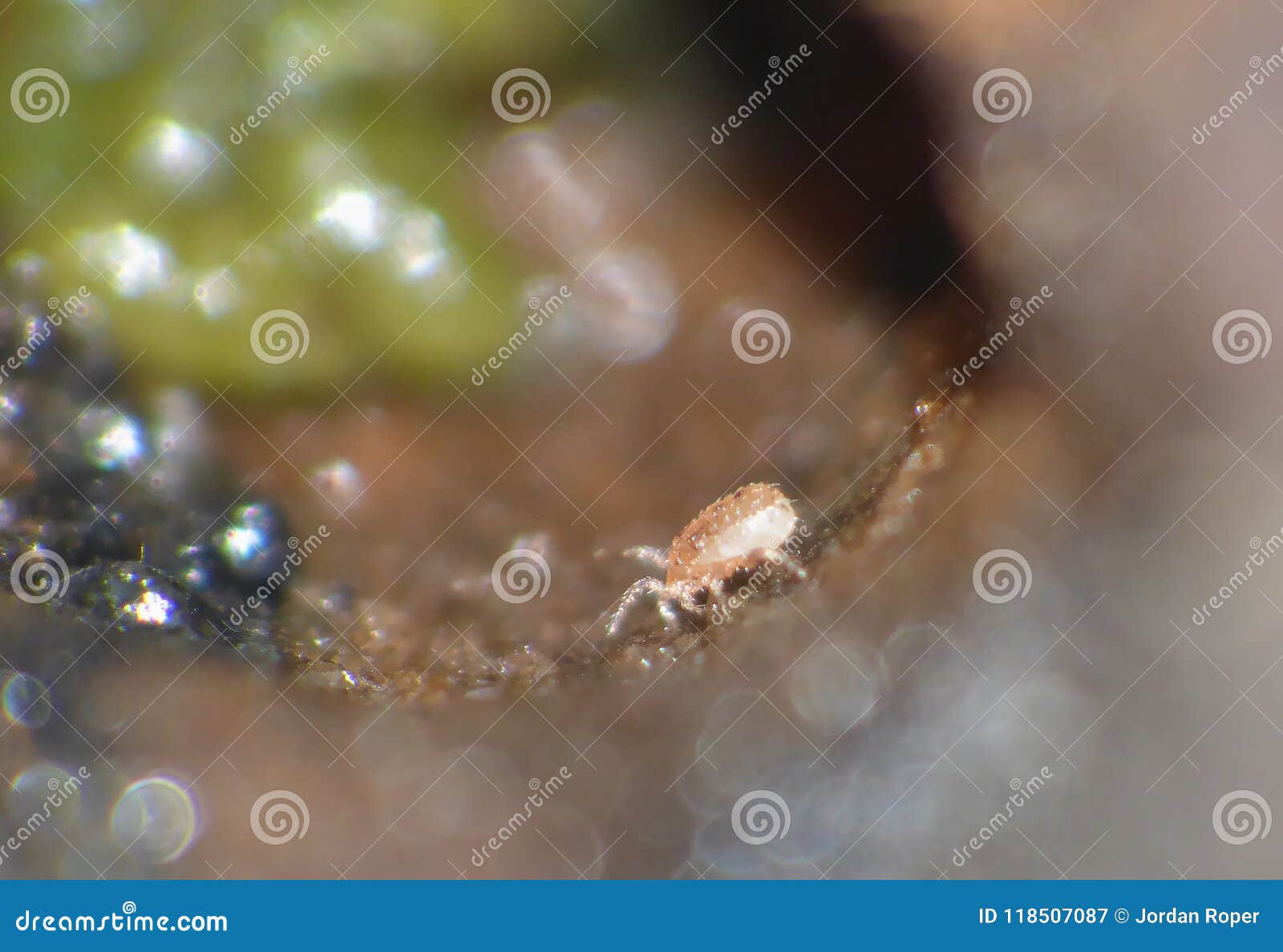 Avocado Seed with Springtail and Mites Stock Image - Image of decayed ...