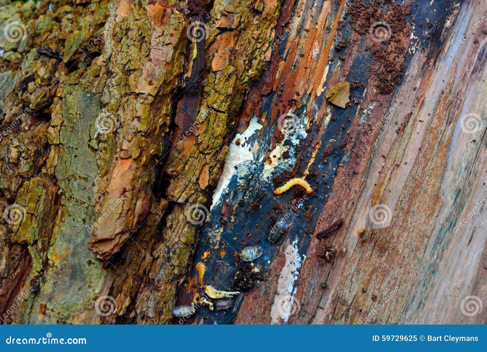 Rotten Bark of a Tree Stump with Little Bug Stock Image - Image of ...