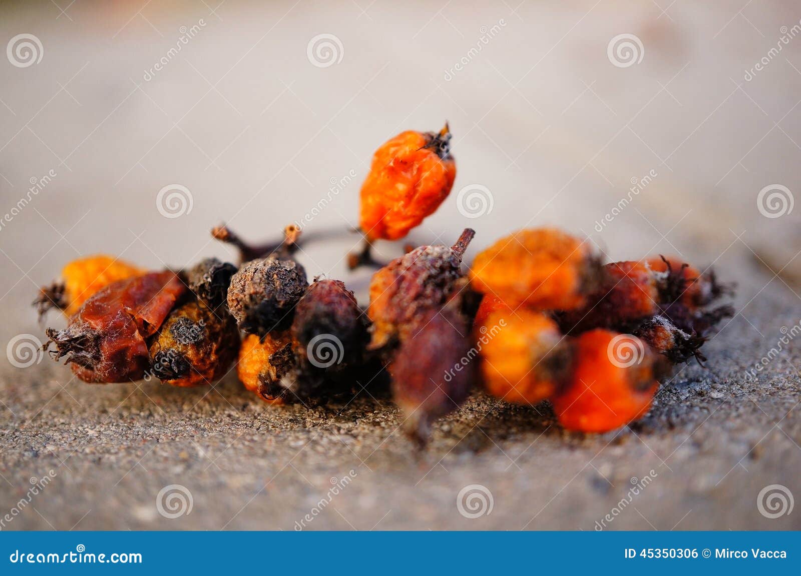 Rotten berries stock photo. Image of ground, nature, fruit - 45350306